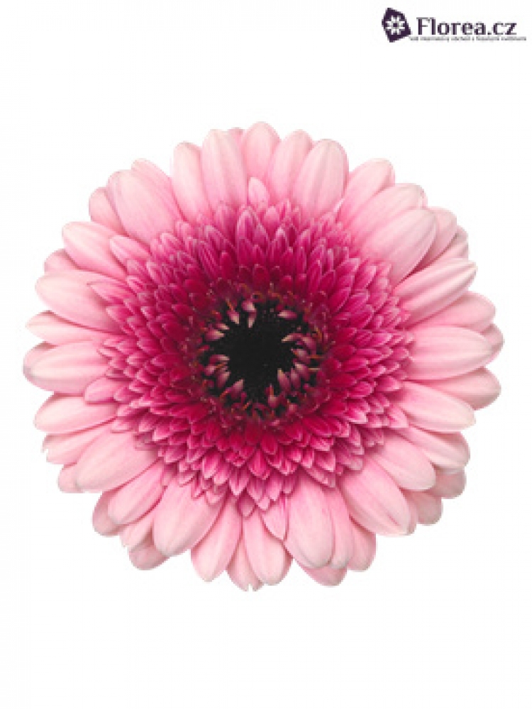 Gerbera mini LILA WONDER