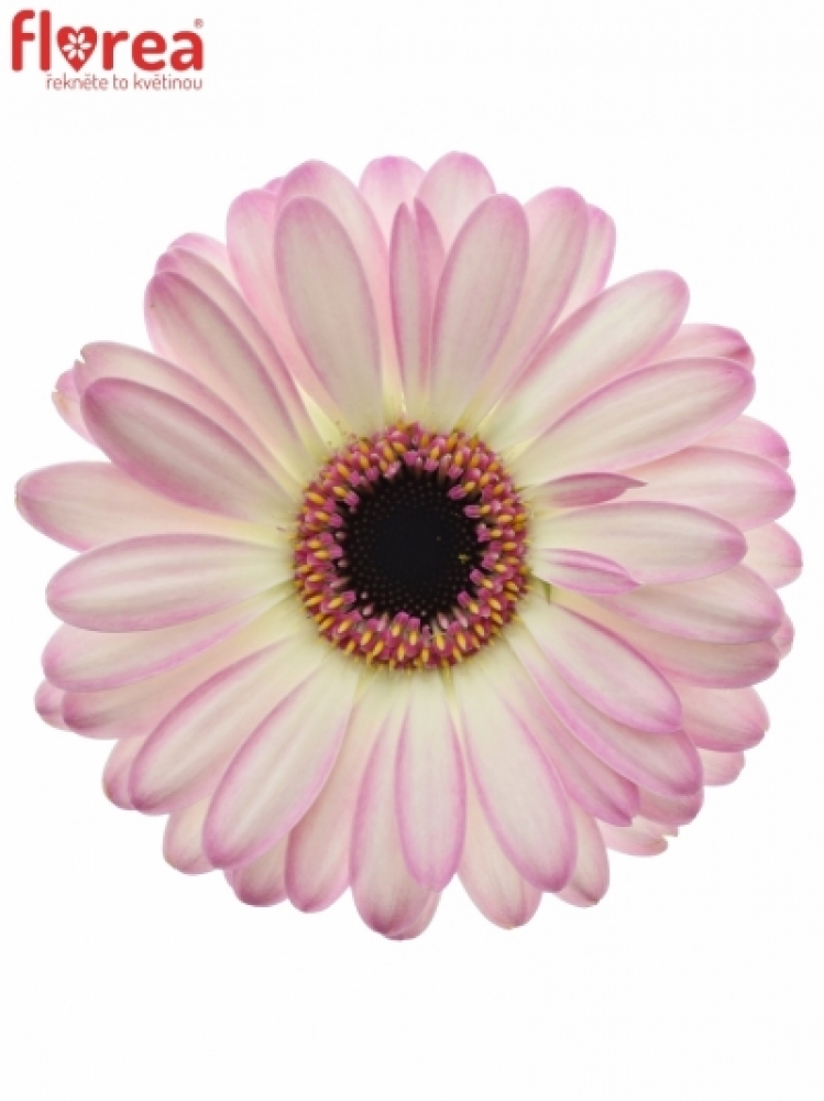 Gerbera mini LOLLIPOP