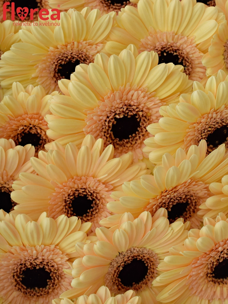 Gerbera mini MINDSET