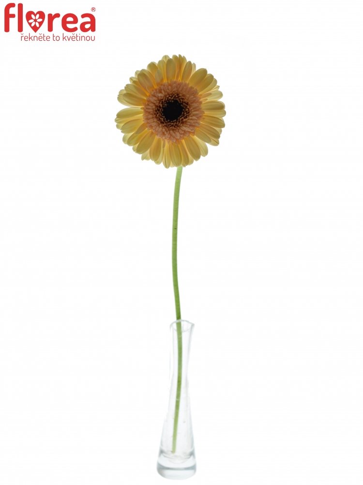 Gerbera mini MINDSET (WATER)