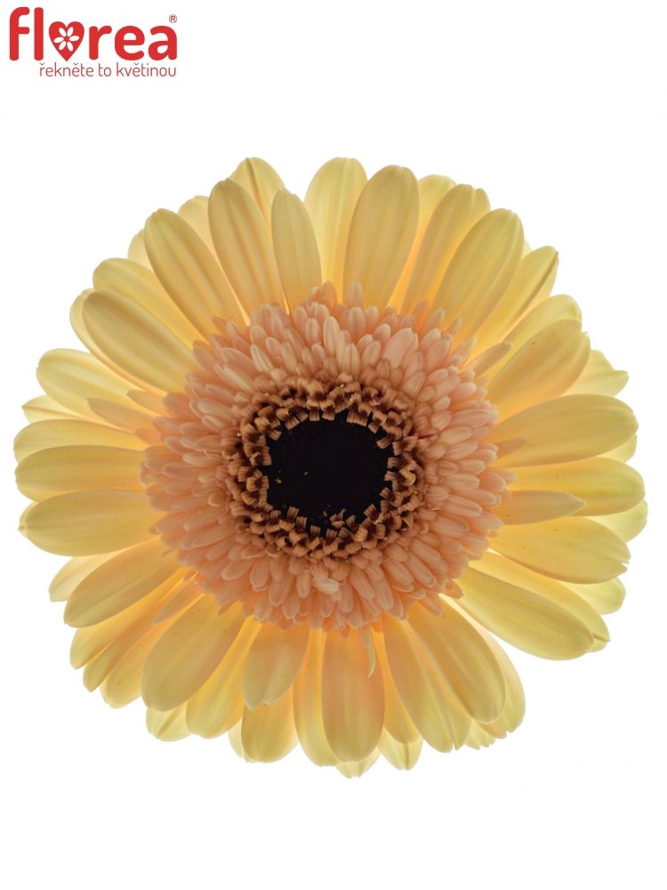 Gerbera mini MINDSET (WATER)