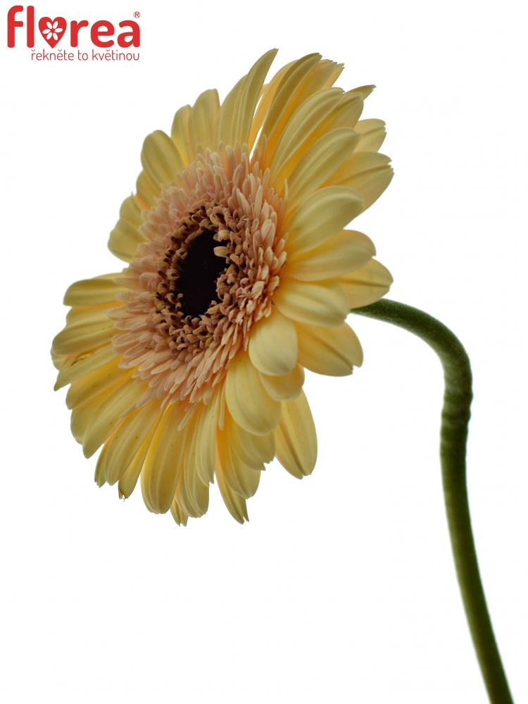 Gerbera mini MINDSET (WATER)