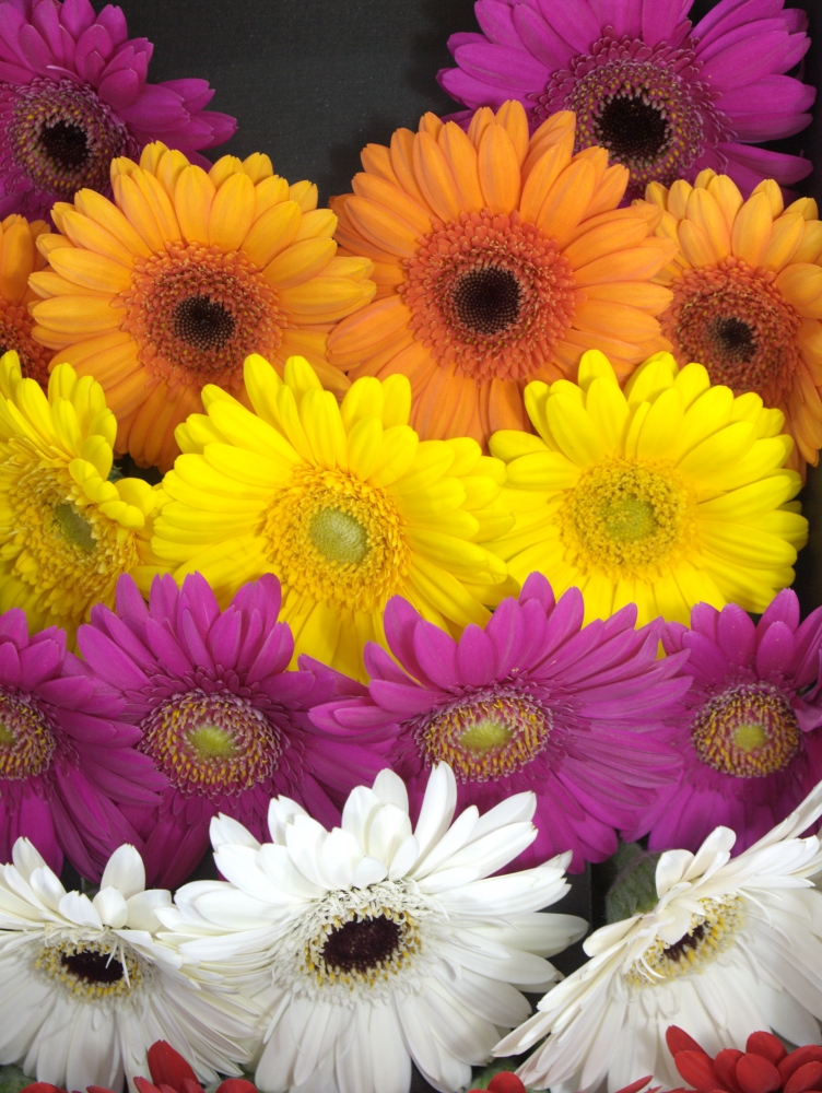 Gerbera mini MIX