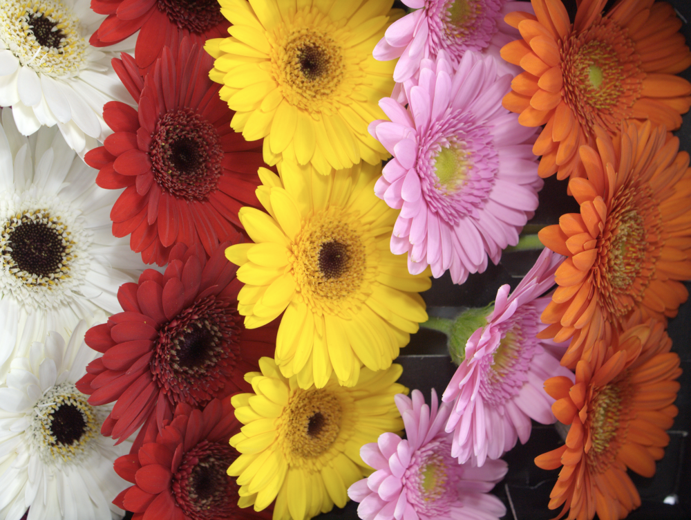 Gerbera mini MIX
