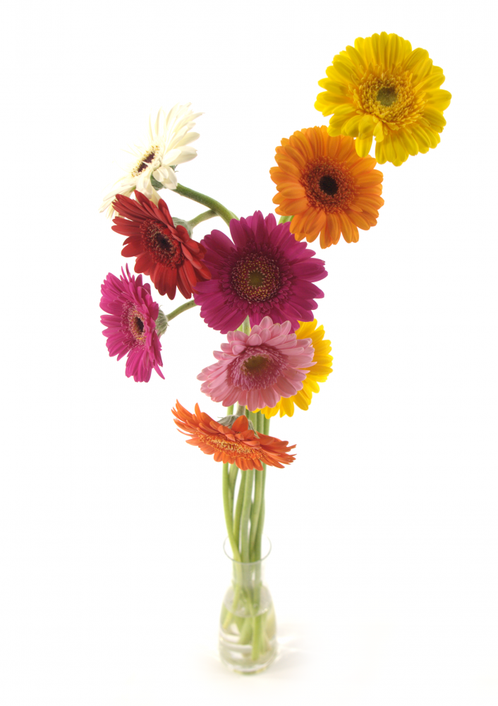 Gerbera mini MIX