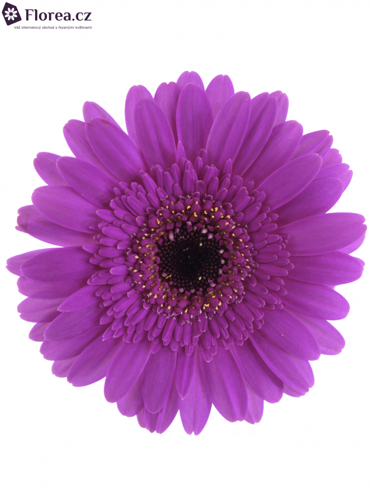 Gerbera mini PICTURE PERFECT