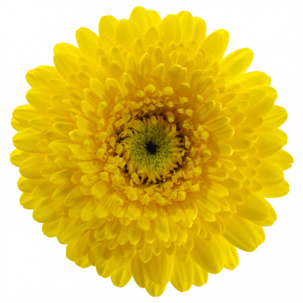 Gerbera mini POMPONI ADELE