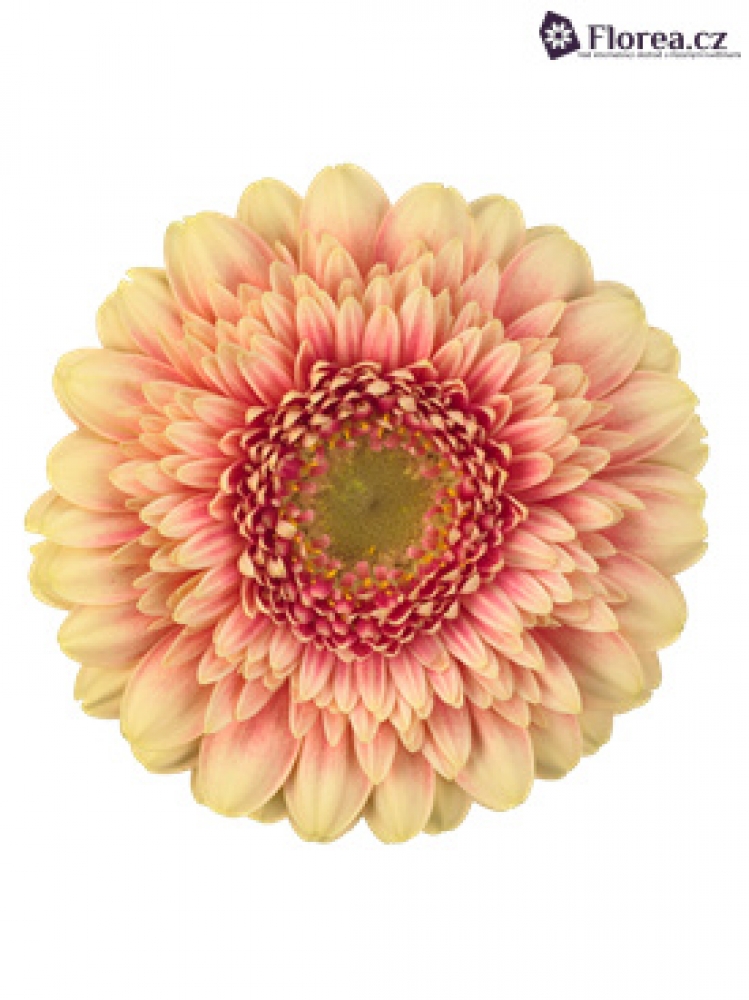 Gerbera mini GERPONI BEBOB
