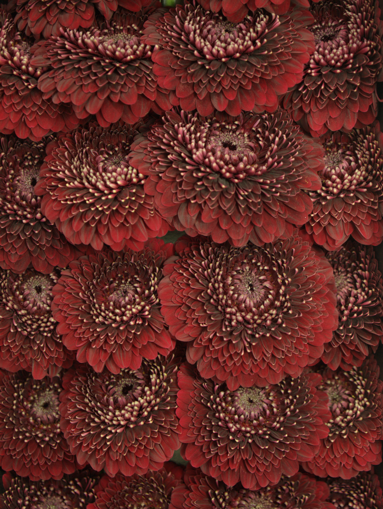 Gerbera mini POMPONI BLACK PEARL