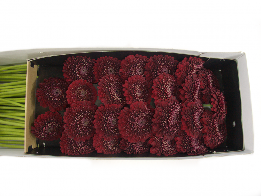 Gerbera mini POMPONI BLACK PEARL