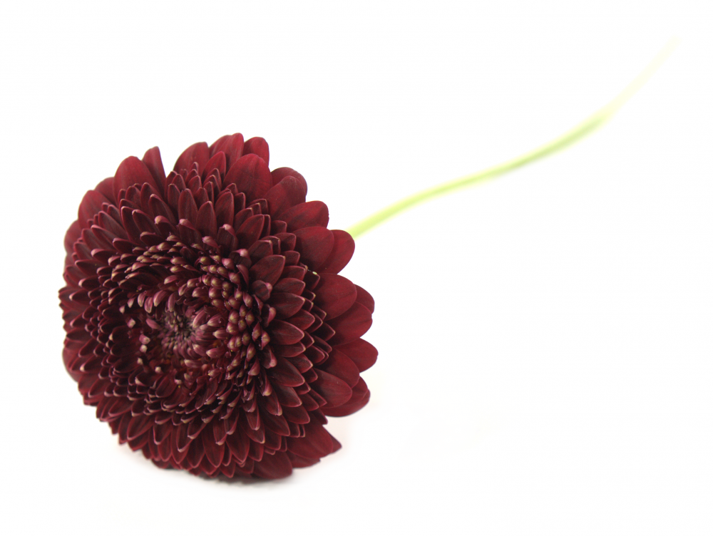 Gerbera mini POMPONI BLACK PEARL
