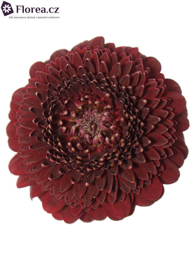 Gerbera mini POMPONI BLACK PEARL