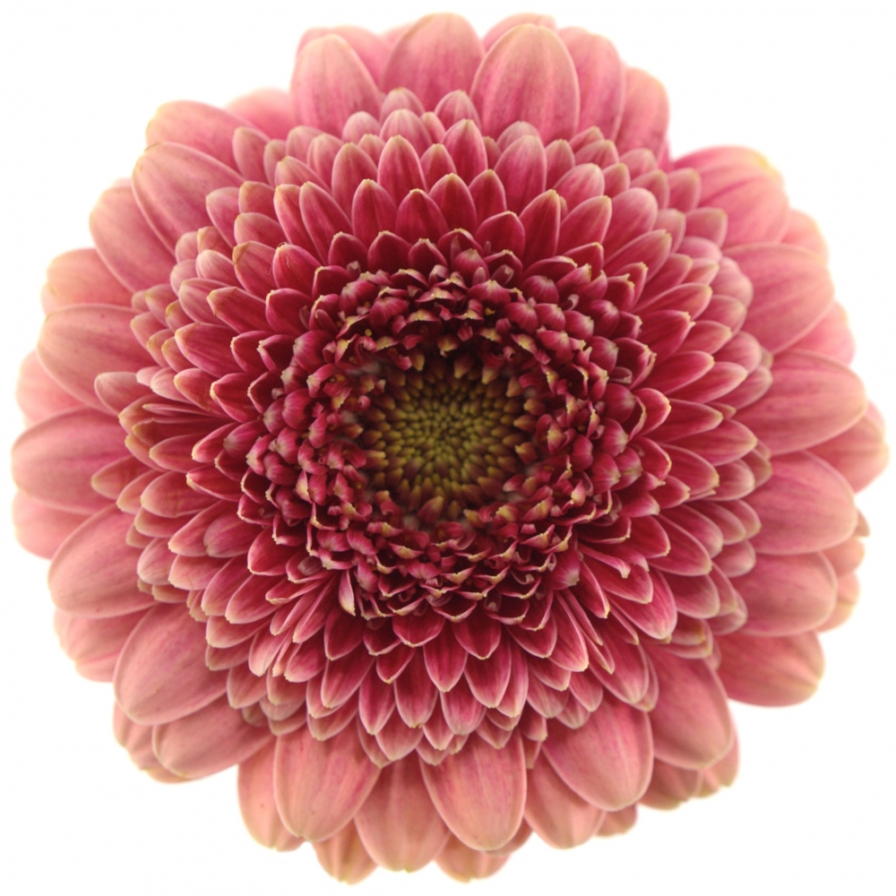 Gerbera mini GERPONI BOKITO