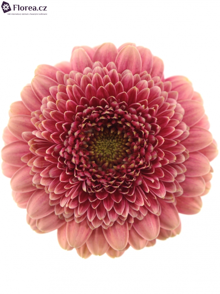 Gerbera mini GERPONI BOKITO