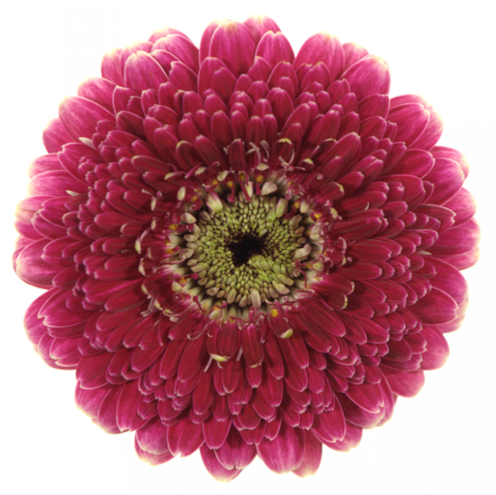 Gerbera mini GERPONI CASINO