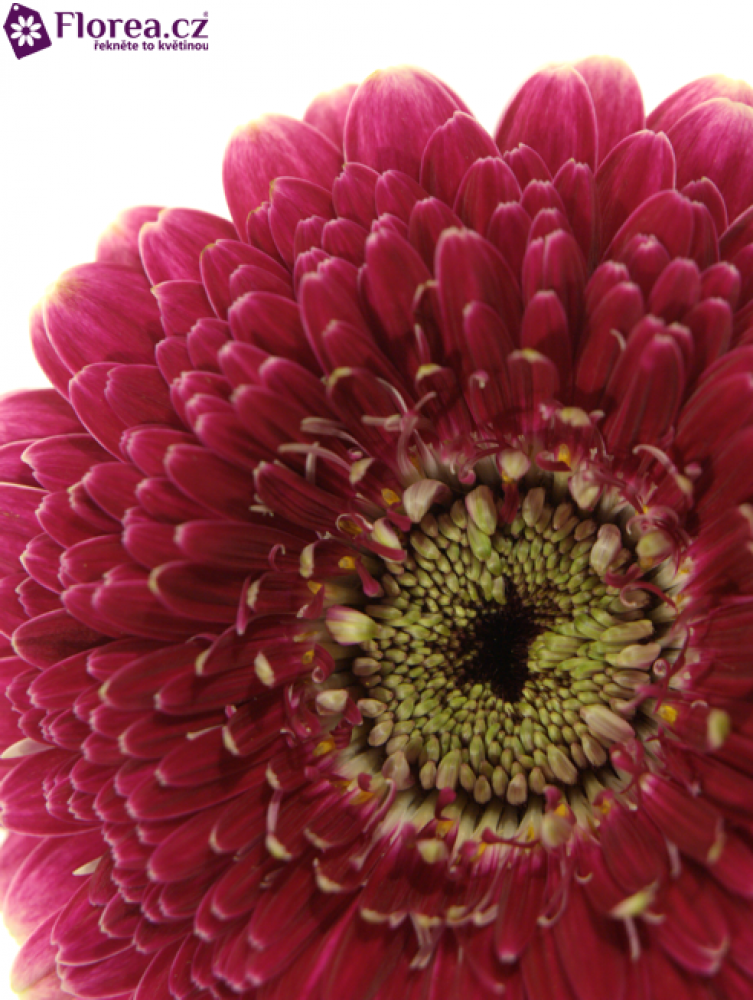 Gerbera mini GERPONI CASINO