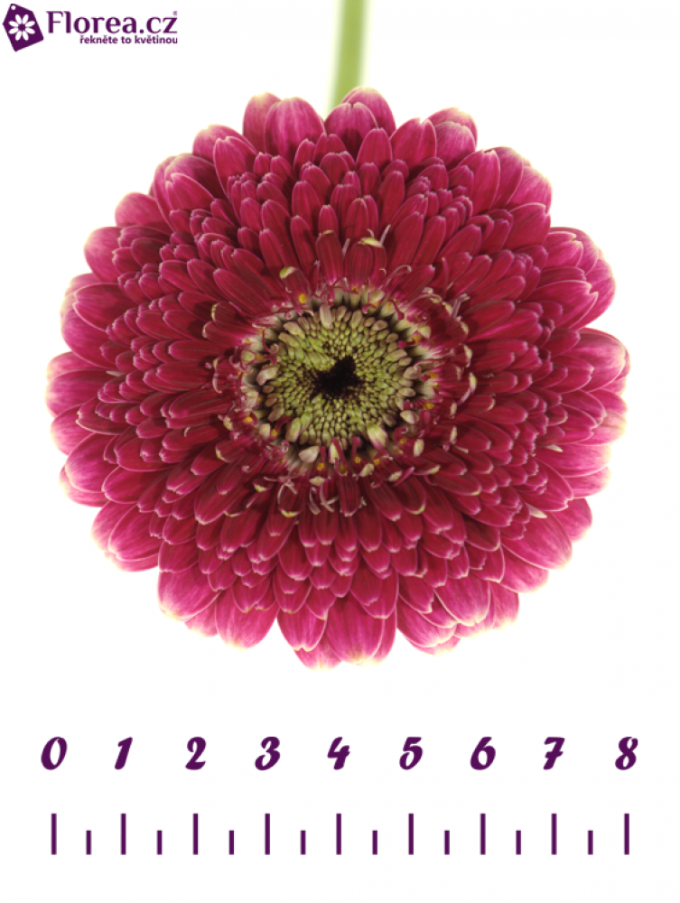 Gerbera mini GERPONI CASINO