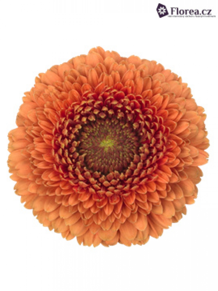 Gerbera mini POMPONI DEBBY