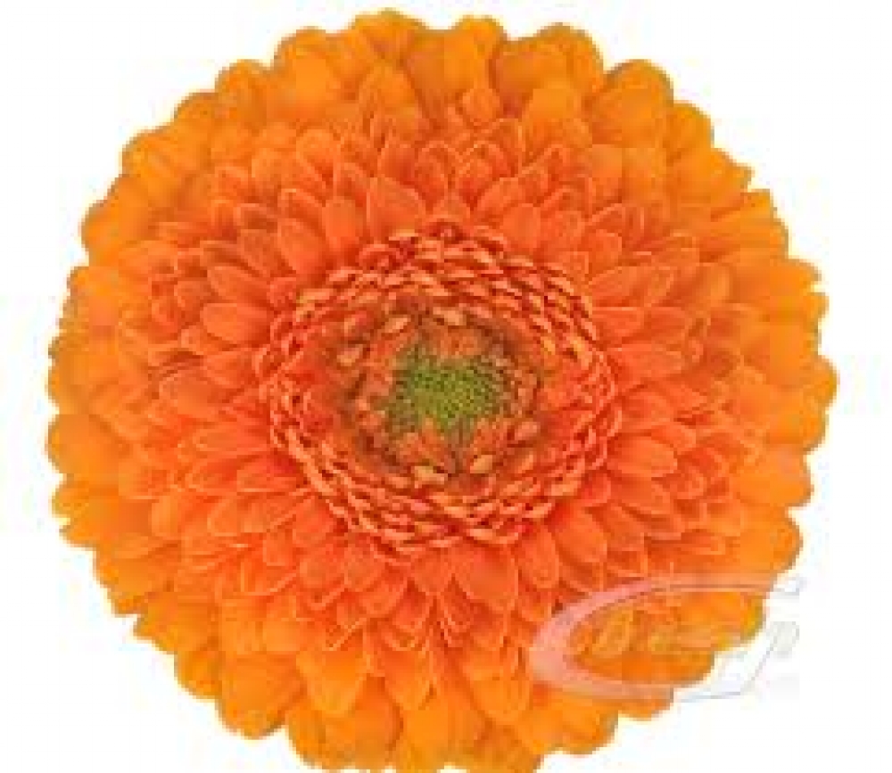 Gerbera mini GERPONI FANTA