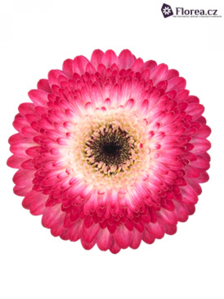 Gerbera mini POMPONI GWENN