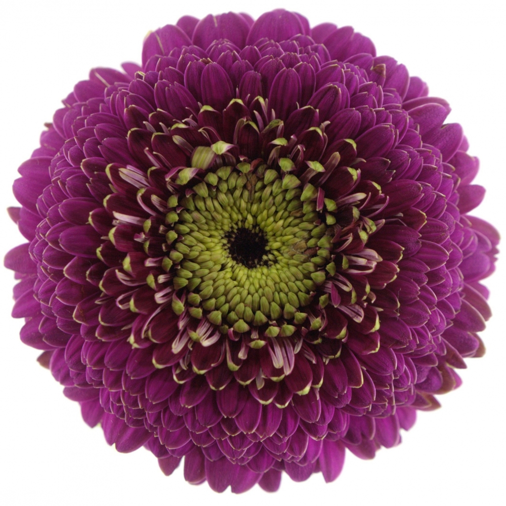 Gerbera mini GERPONI JAPIO