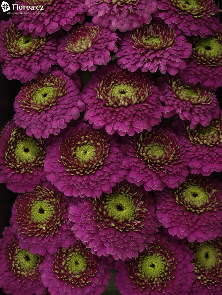 Gerbera mini GERPONI JAPIO