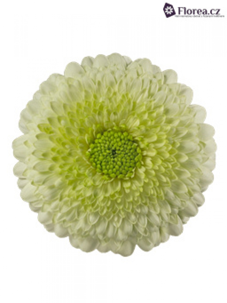 Gerbera mini POMPONI KERMIT