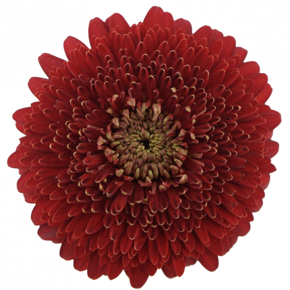Gerbera mini POMPONI RED LIGHT