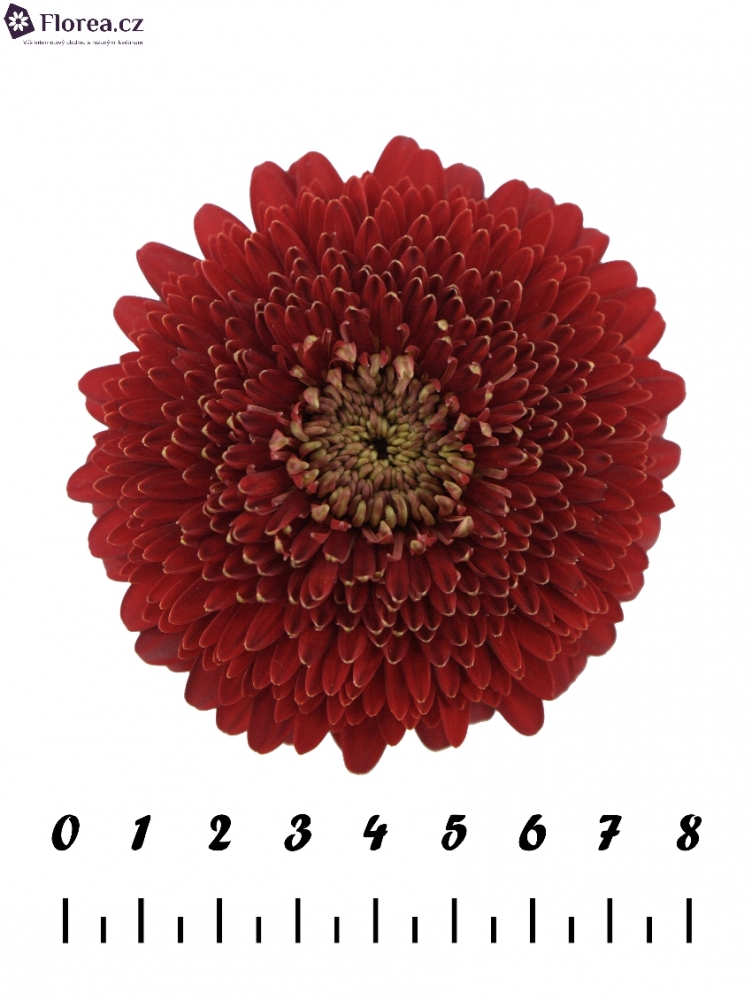 Gerbera mini POMPONI RED LIGHT