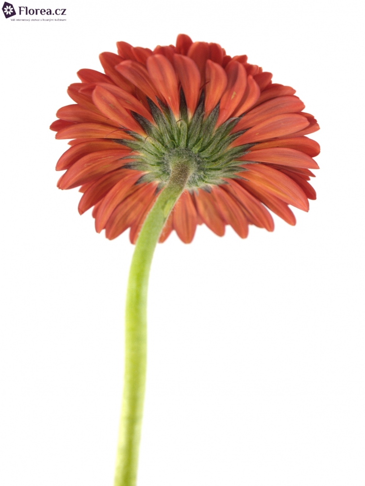 Gerbera mini POMPONI RED LIGHT