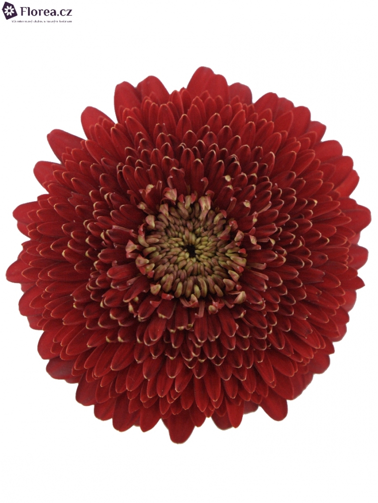 Gerbera mini POMPONI RED LIGHT