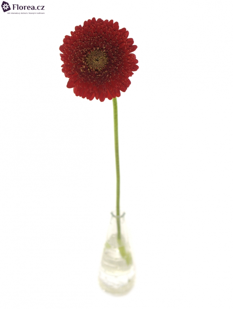Gerbera mini POMPONI RED LIGHT