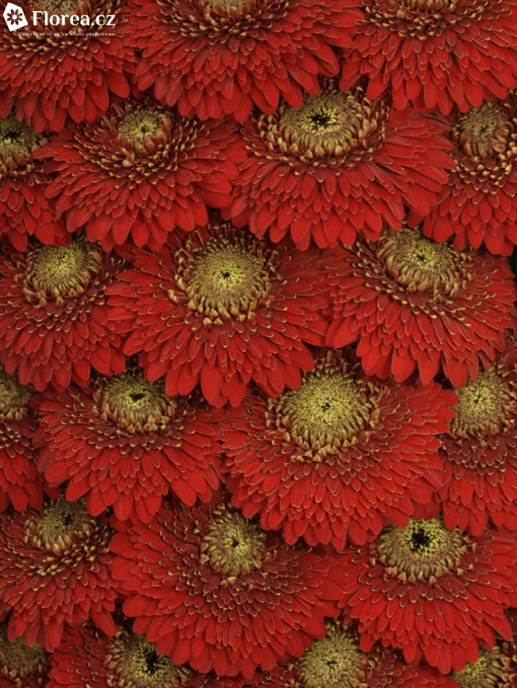 Gerbera mini POMPONI RED LIGHT