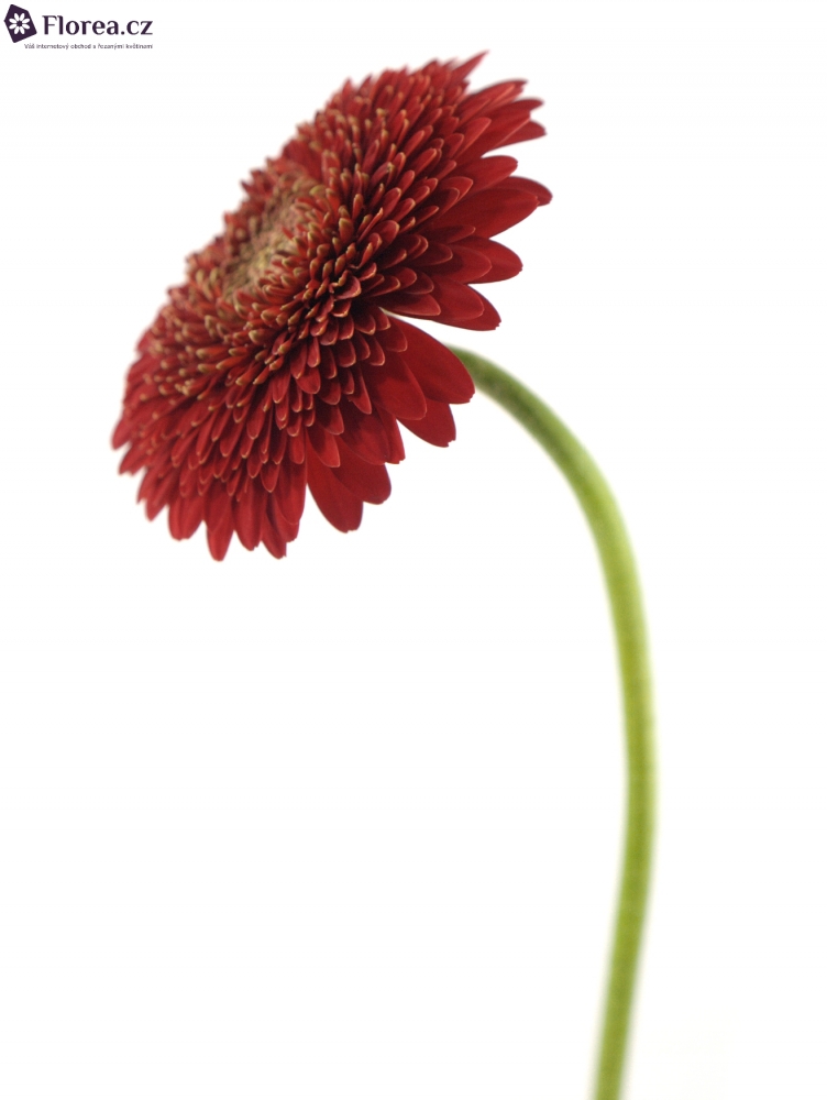 Gerbera mini POMPONI RED LIGHT