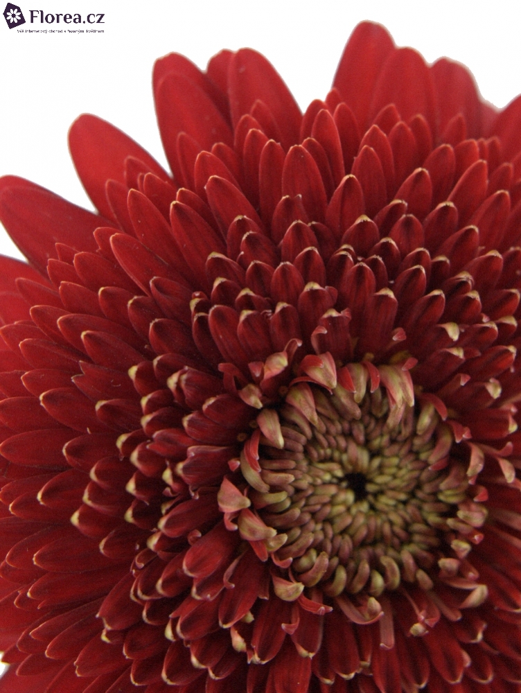 Gerbera mini POMPONI RED LIGHT