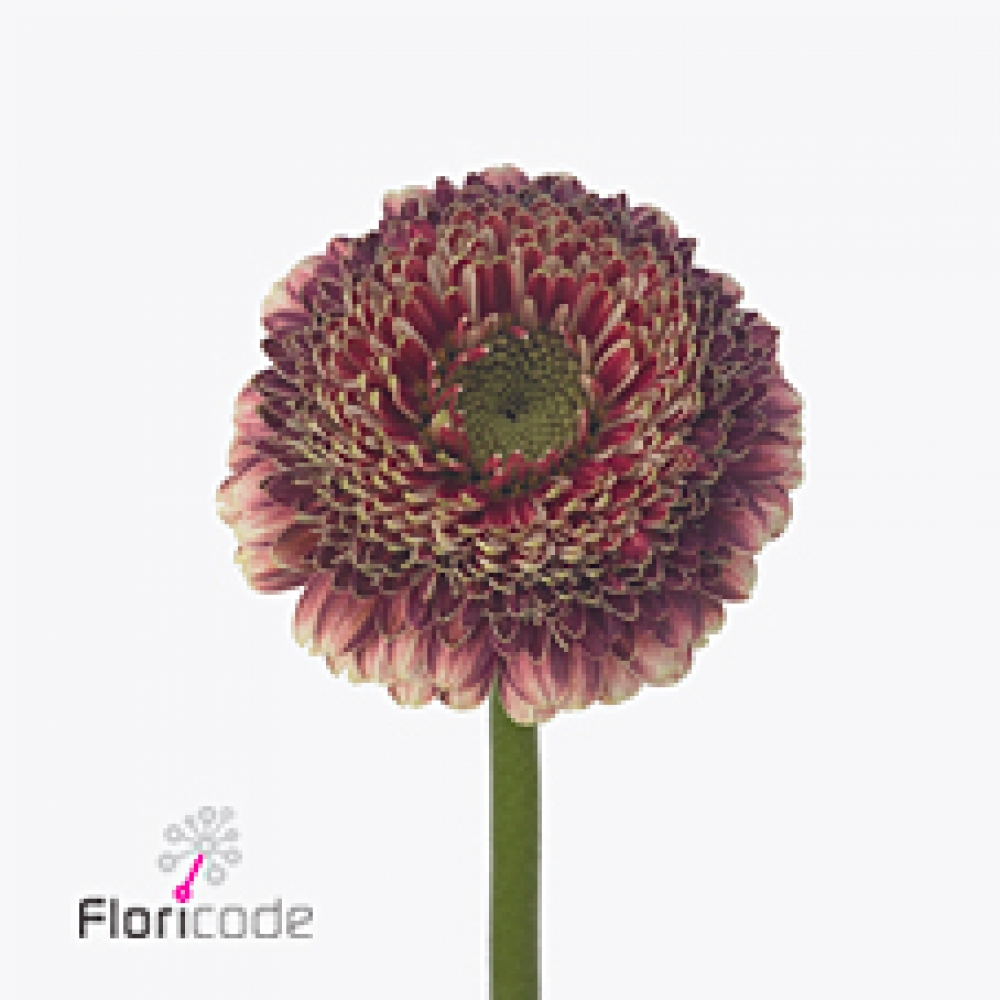 Gerbera mini POMPONI SETH