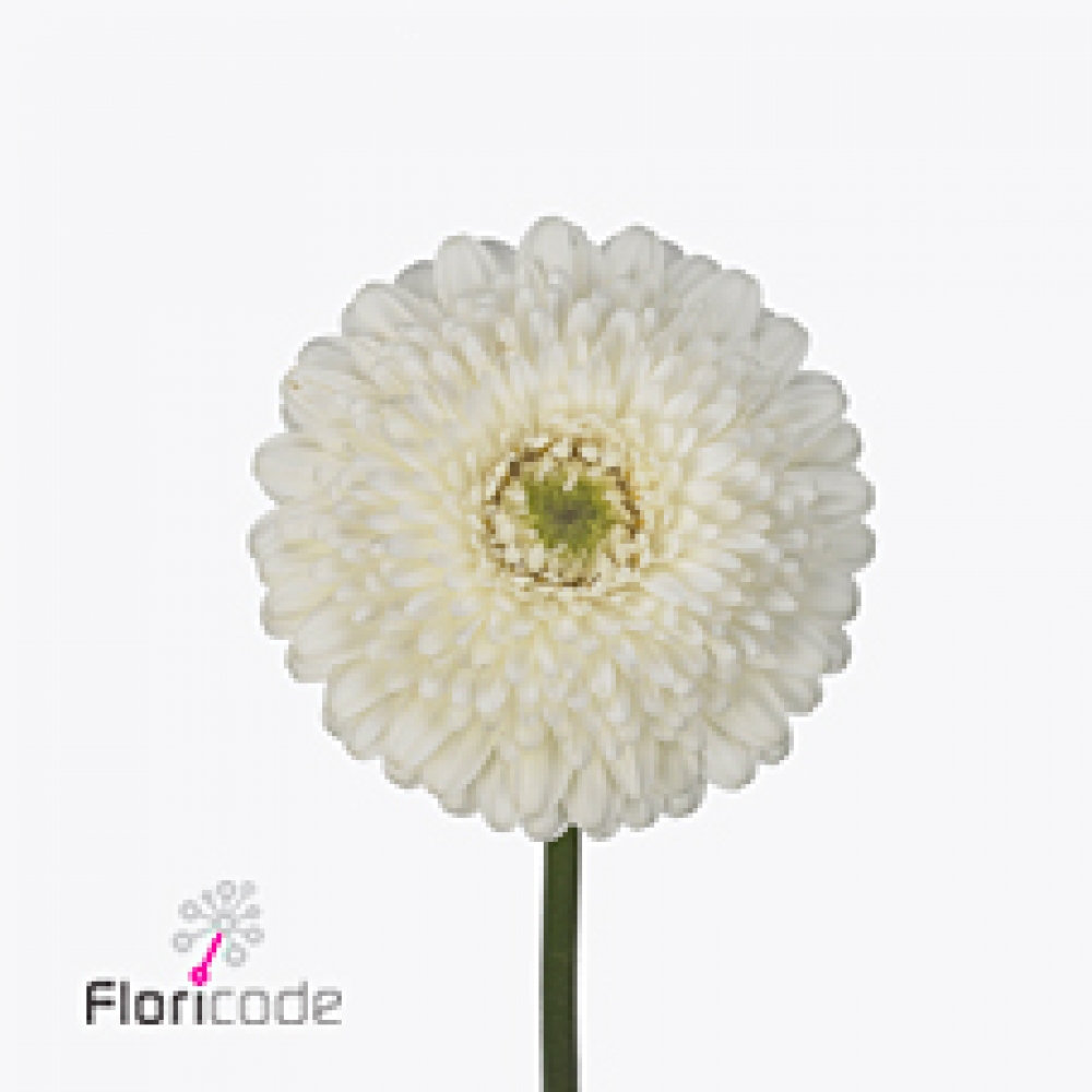 Gerbera mini POMPONI WHITE JEWEL