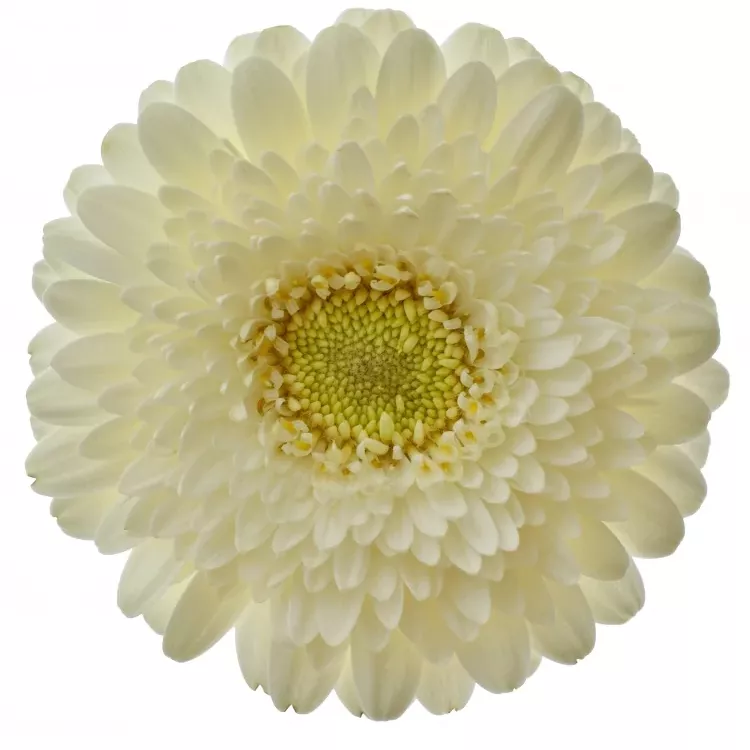 Gerbera mini POMPONI WHITE PEARL