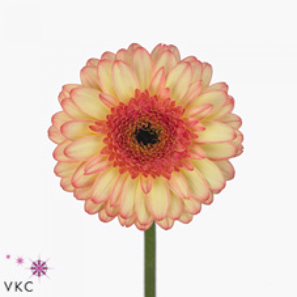 Gerbera mini PROSECCO