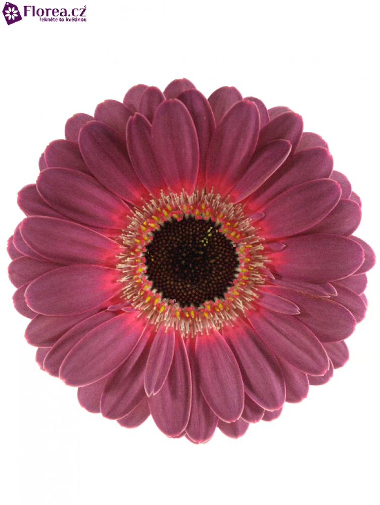 Gerbera mini PURPLE WONDER