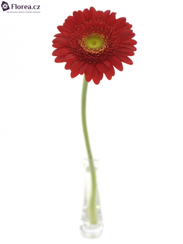 Gerbera mini RED JEWEL