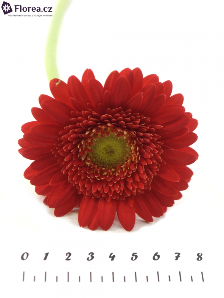 Gerbera mini RED JEWEL