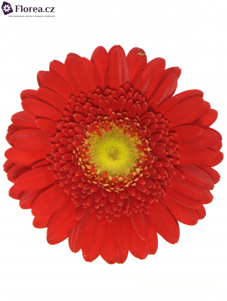 Gerbera mini RED JEWEL