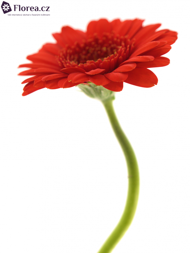 Gerbera mini SURI