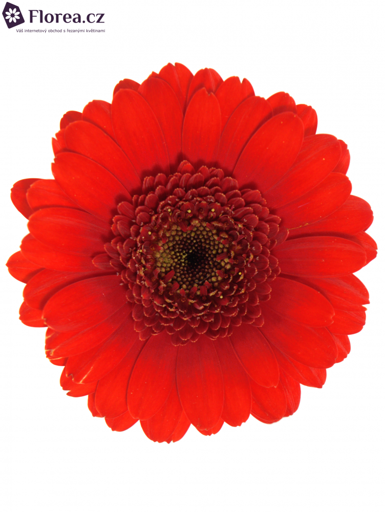 Gerbera mini SURI