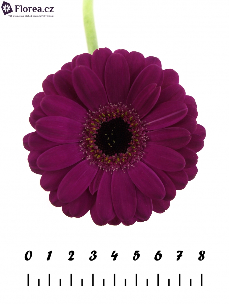 Gerbera mini TERRA SAFFIER