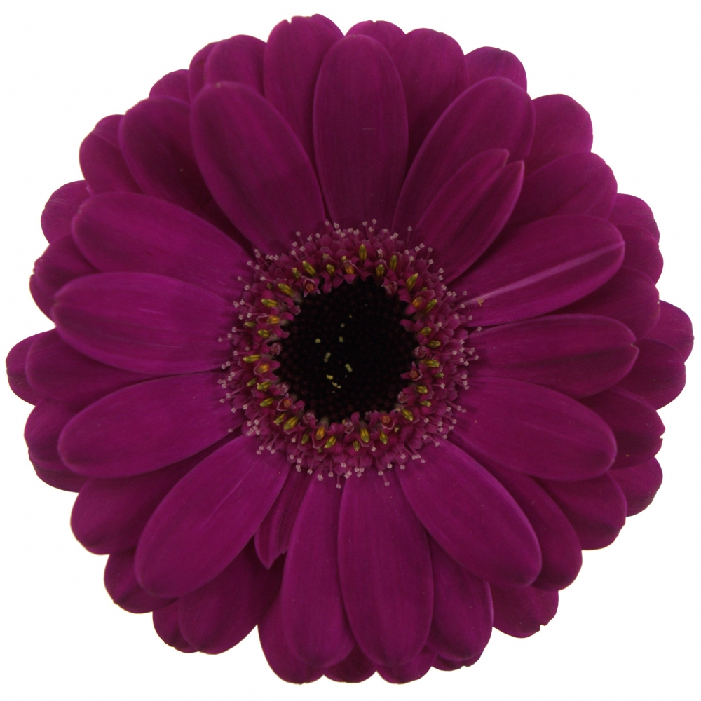 Gerbera mini TERRA SAFFIER