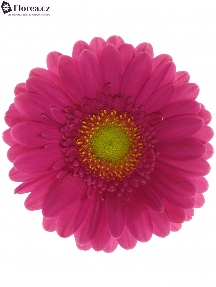Gerbera mini VEGAS