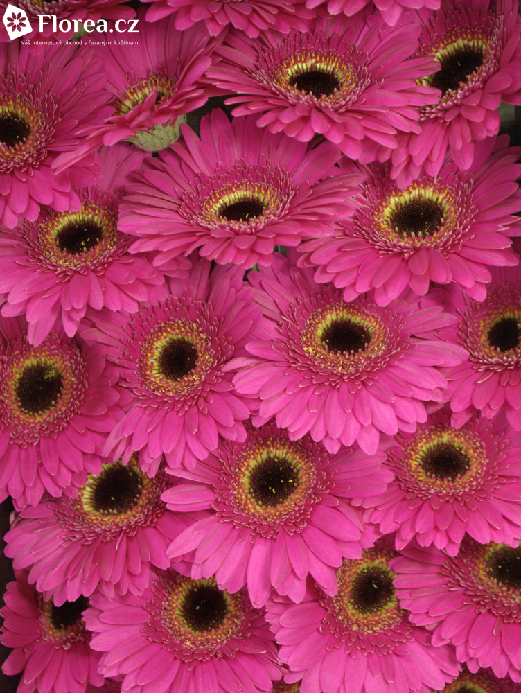 Gerbera mini WHISPER