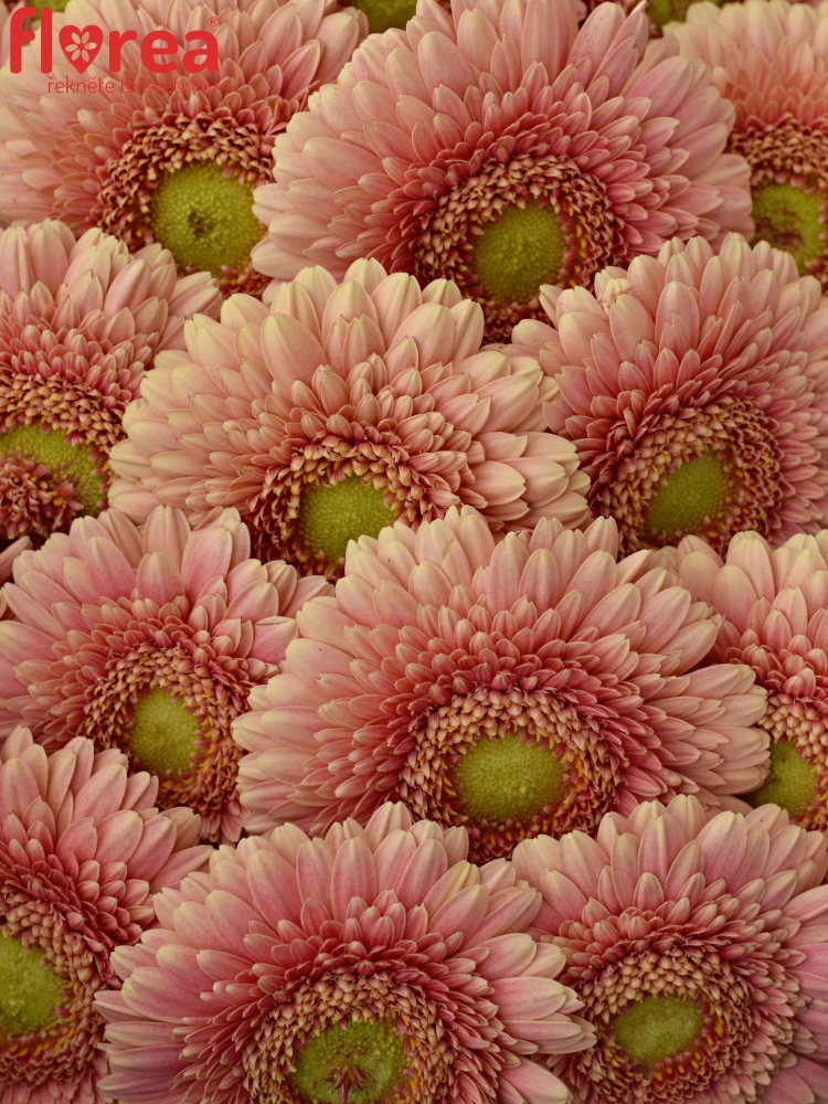 Gerbera mini ZENNA M